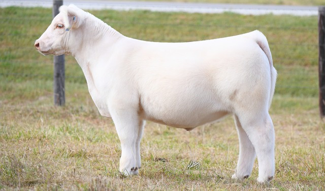 Amazing Grace • Cattle Visions • Premier Multi-Breed Online Semen ...