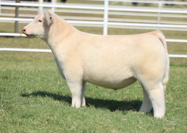 Amazing Grace • Cattle Visions • Premier Multi-Breed Online Semen ...