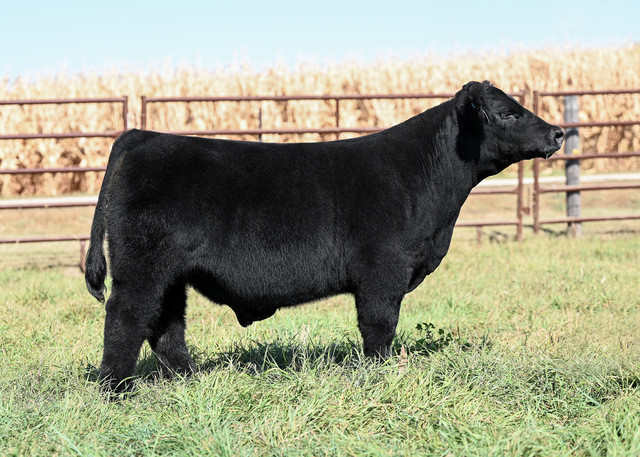 K&A PROMISE KEEPER 23K ET • Cattle Visions • Premier Multi-Breed Online ...