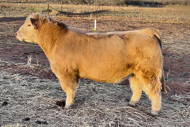 The Risen Son • Cattle Visions • Premier Multi-Breed Online Semen ...