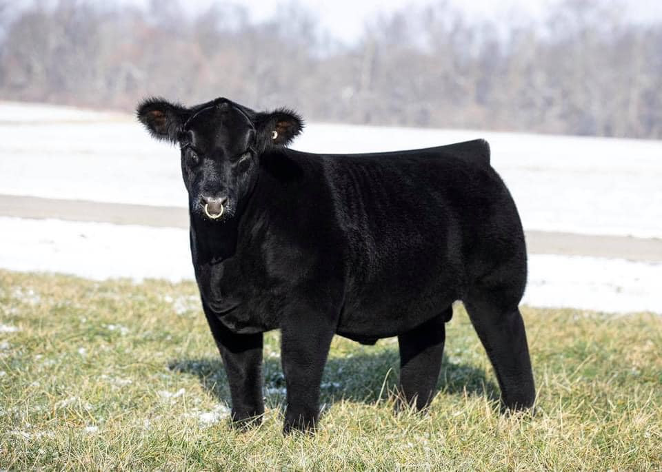 MIL MADE 4 THIS 87H ET • Cattle Visions • Premier Multi-Breed Online ...