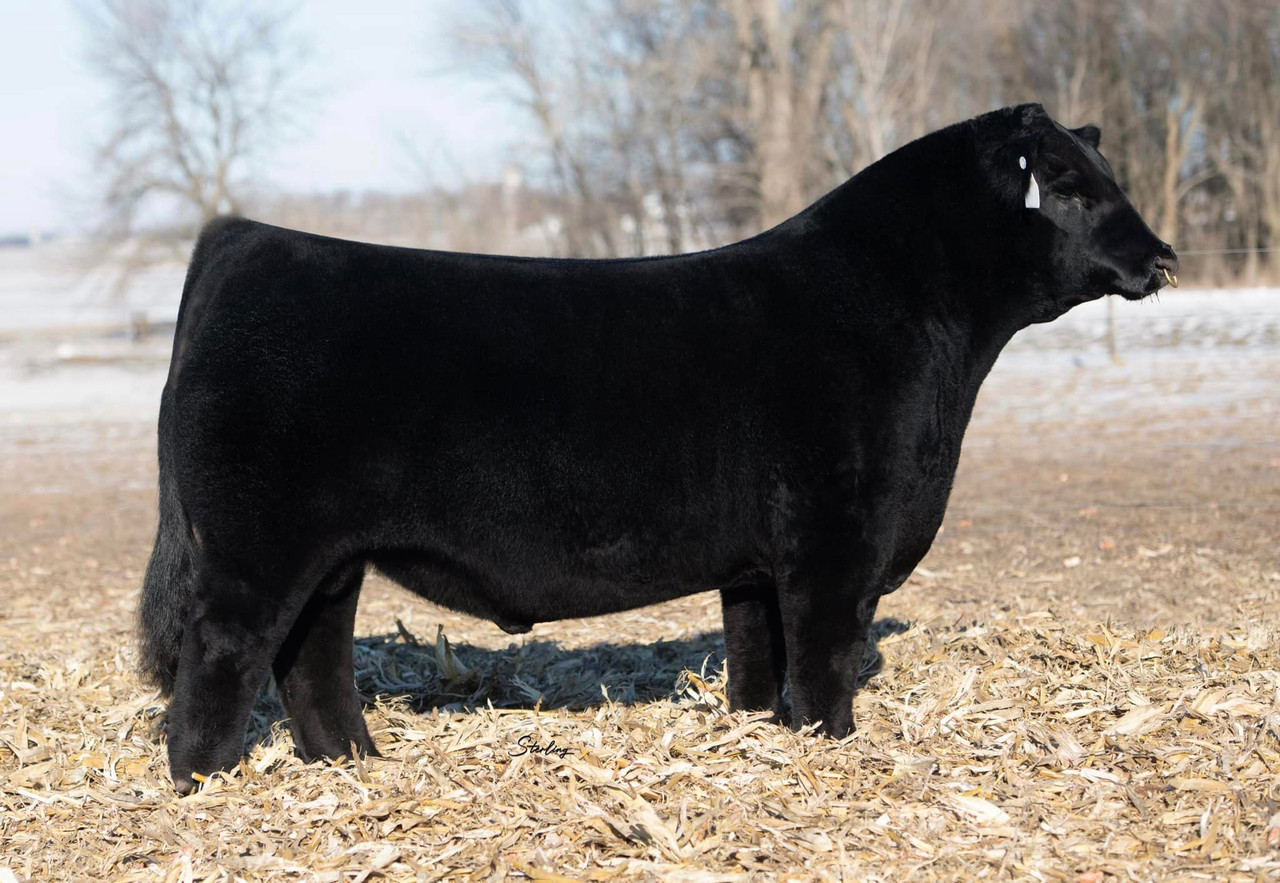 MIL MADE 4 THIS 87H ET • Cattle Visions • Premier Multi-Breed Online ...
