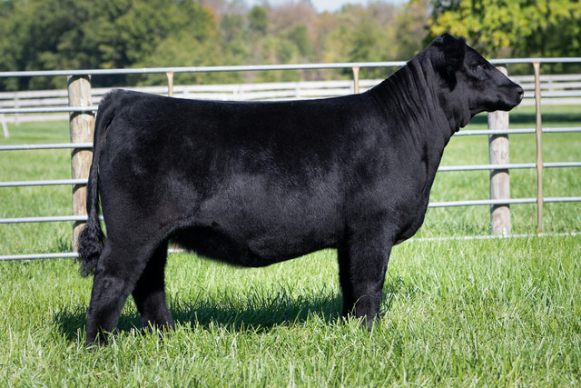 YNOT KONG 2K ET • Cattle Visions • Premier Multi-Breed Online Semen ...