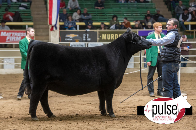 Stag Fortunate Son 233 • Cattle Visions • Premier Multi-Breed Online ...