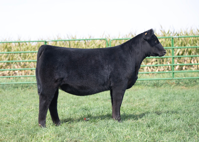 Stag Fortunate Son 233 • Cattle Visions • Premier Multi-Breed Online ...