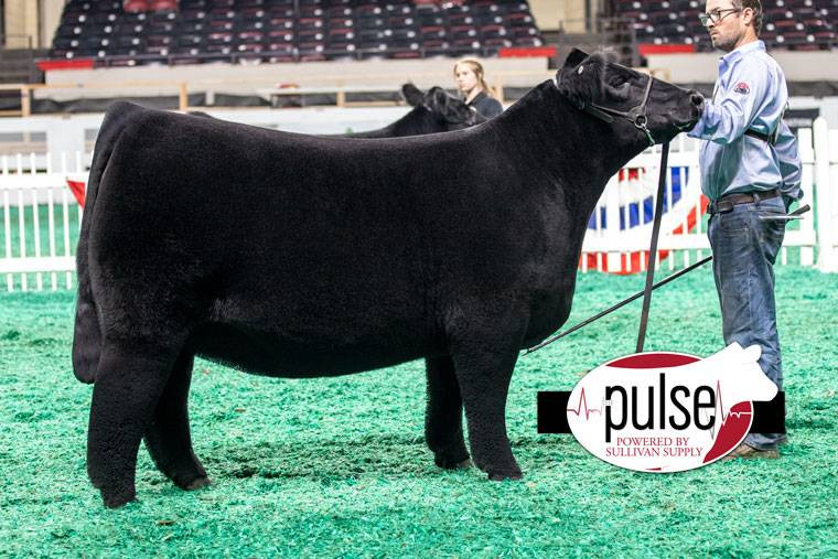 Driven 80 • Cattle Visions • Premier Multi-Breed Online Semen Distributor