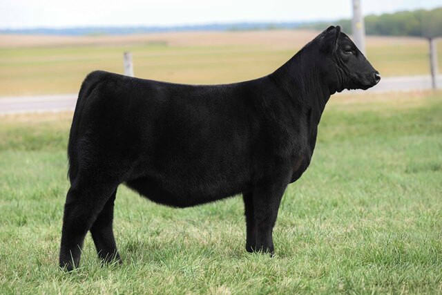 Driven 80 • Cattle Visions • Premier Multi-Breed Online Semen Distributor