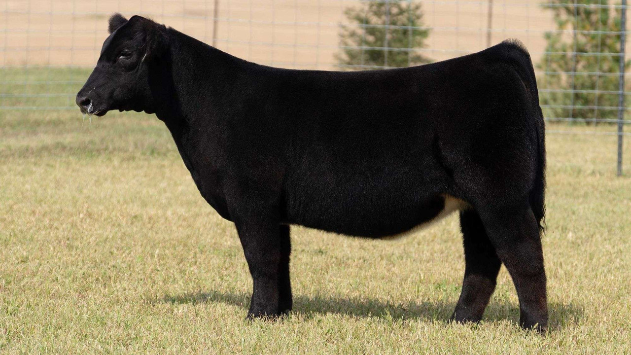 Driven 80 • Cattle Visions • Premier Multi-Breed Online Semen Distributor