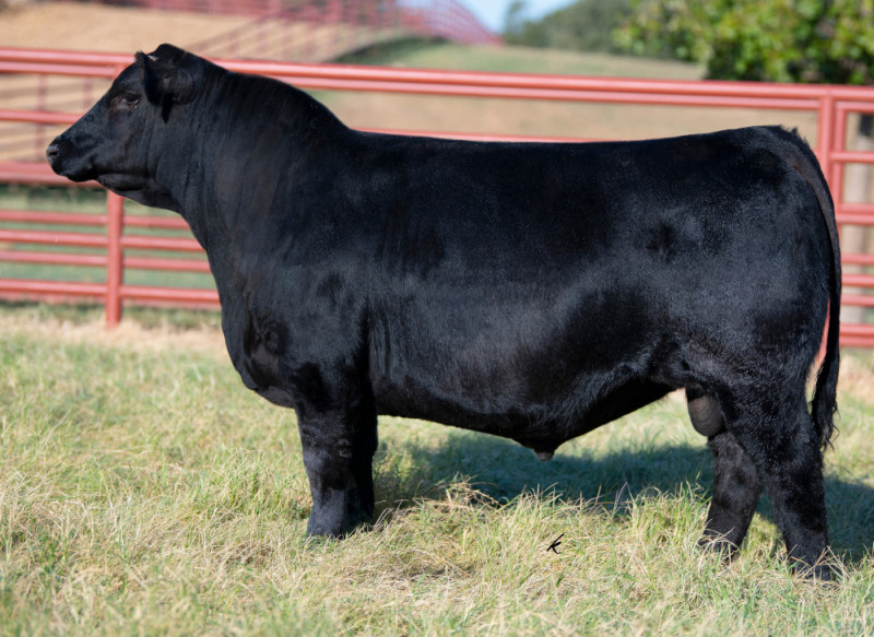 44 Victory • Cattle Visions • Premier Multi-Breed Online Semen Distributor