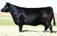 Duff Hobart 8302 • Cattle Visions • Premier Multi-Breed Online Semen ...