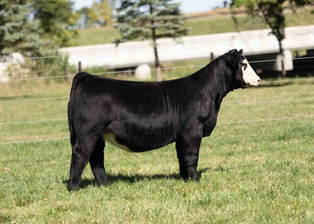 ONLY ONE • Cattle Visions • Premier Multi-Breed Online Semen Distributor