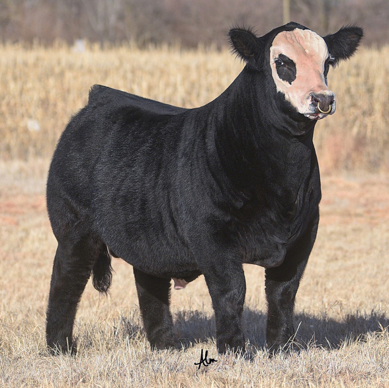 JSUL DARE 2 COMPARE 2312K • Cattle Visions • Premier Multi-Breed Online ...