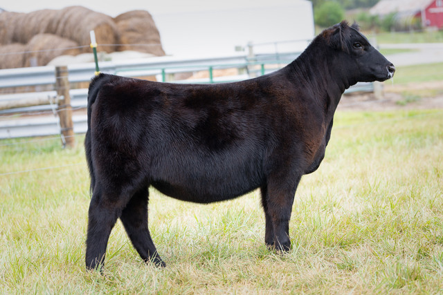 JSUL DARE 2 COMPARE 2312K • Cattle Visions • Premier Multi-Breed Online ...