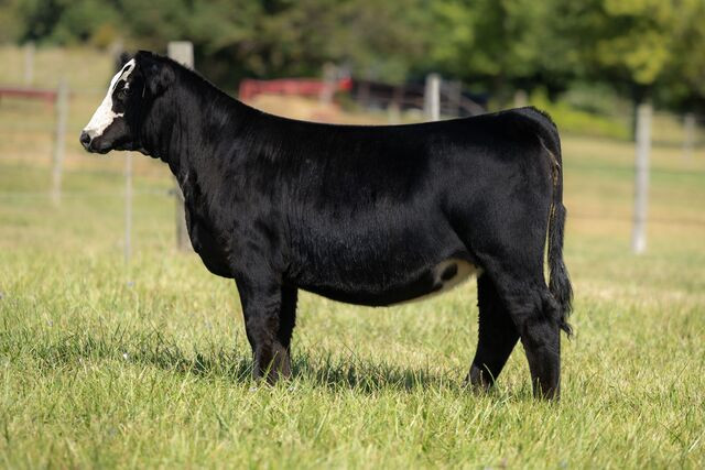 JSUL DARE 2 COMPARE 2312K • Cattle Visions • Premier Multi-Breed Online ...