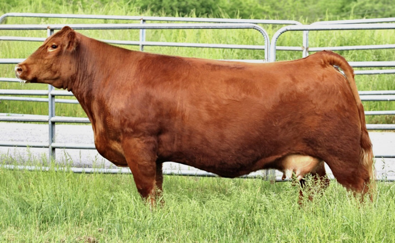 PHFC REVIVE 200K • Cattle Visions • Premier Multi-Breed Online Semen ...
