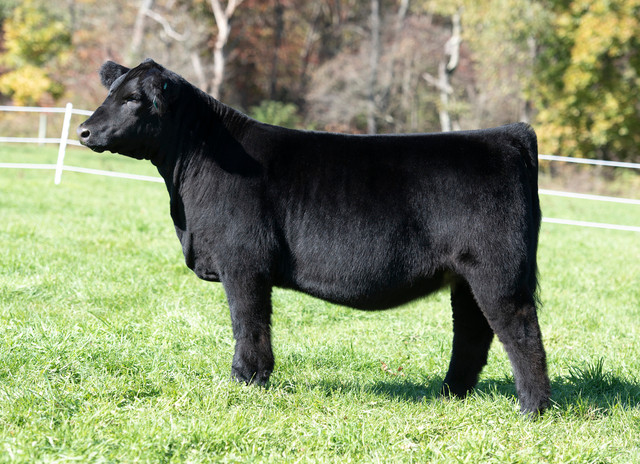 Revelation 2K • Cattle Visions • Premier Multi-Breed Online Semen ...