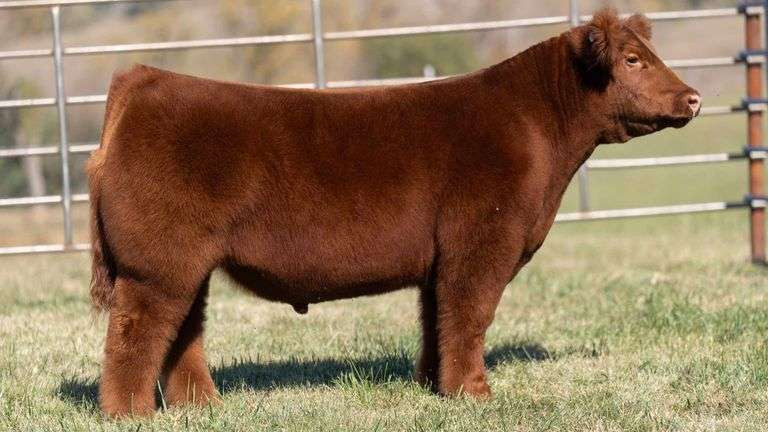 Told Ya So • Cattle Visions • Premier Multi-Breed Online Semen Distributor