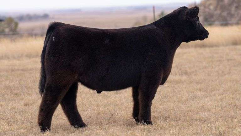 Told Ya So • Cattle Visions • Premier Multi-Breed Online Semen Distributor