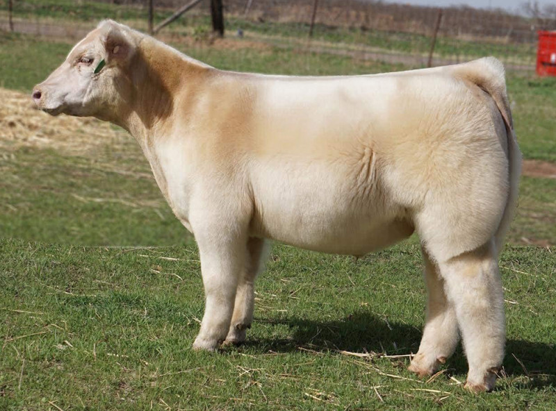 OMG • Cattle Visions • Premier Multi-Breed Online Semen Distributor