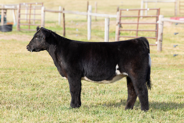 LLW CARDINAL CROSSOVER 236J - CATTLE VISIONS