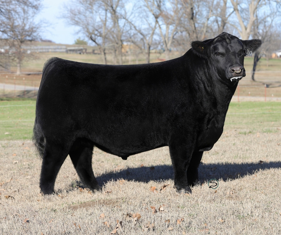 Conley Ransom 1810 - CATTLE VISIONS
