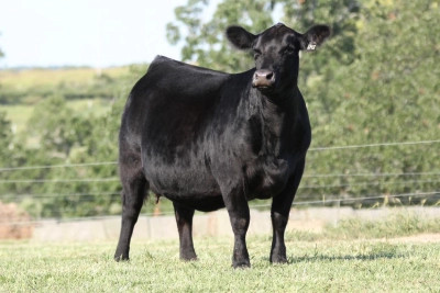 Wheeler Hunter Ted Lasso - CATTLE VISIONS