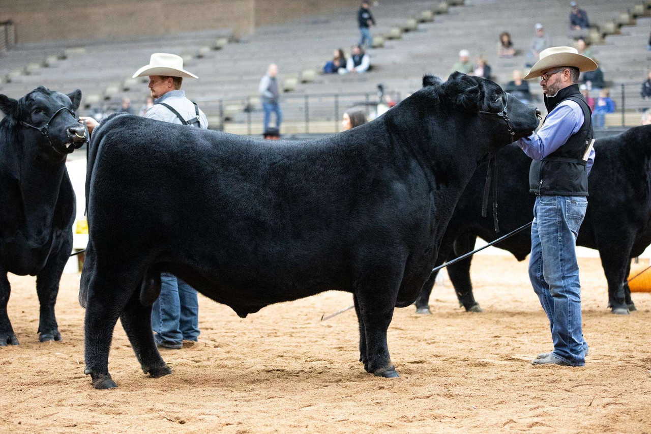 Wheeler Hunter Ted Lasso - CATTLE VISIONS