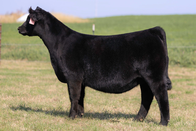 GCC Money Earned 852E • Cattle Visions • Premier Multi-Breed Online ...
