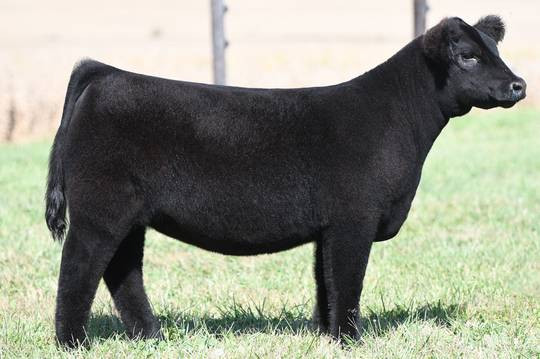 Silent Partner • Cattle Visions • Premier Multi-Breed Online Semen ...