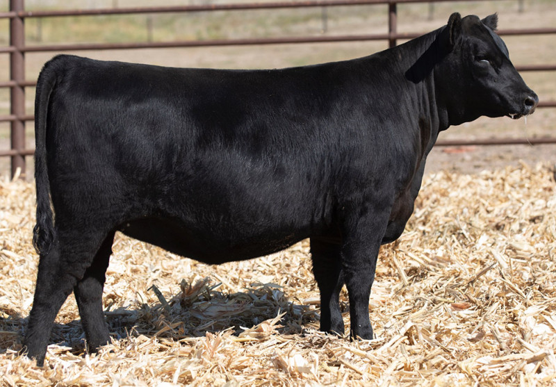 Sterling Pacific 904 • Cattle Visions • Premier Multi-Breed Online ...
