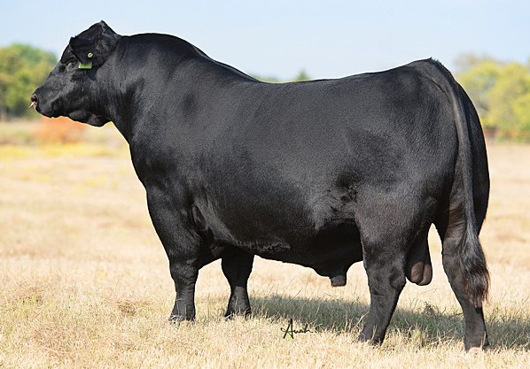 CARD Linebacker 56C 2CA - CATTLE VISIONS