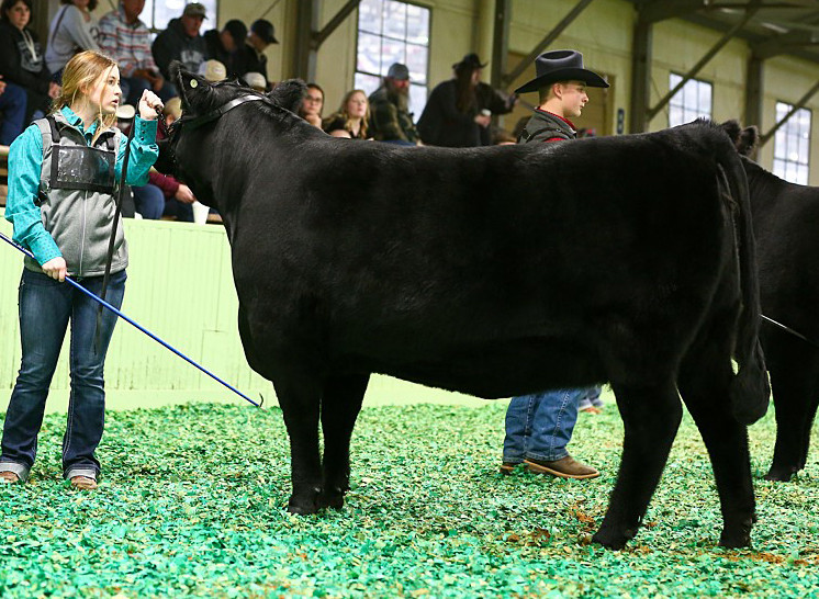 CARD Linebacker 56C 2CA - CATTLE VISIONS