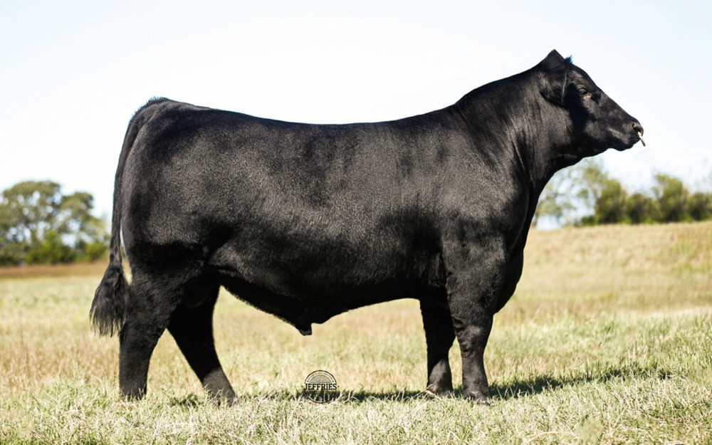 CARD Linebacker 56C 2CA - CATTLE VISIONS
