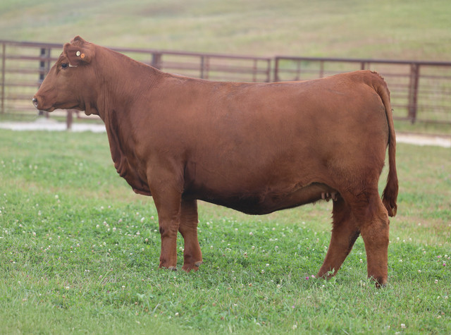 THSF Lover Boy B33 - CATTLE VISIONS
