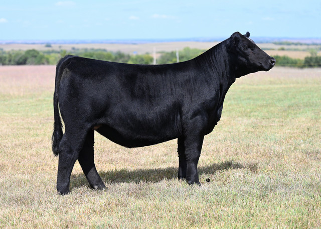 Next Level - CATTLE VISIONS