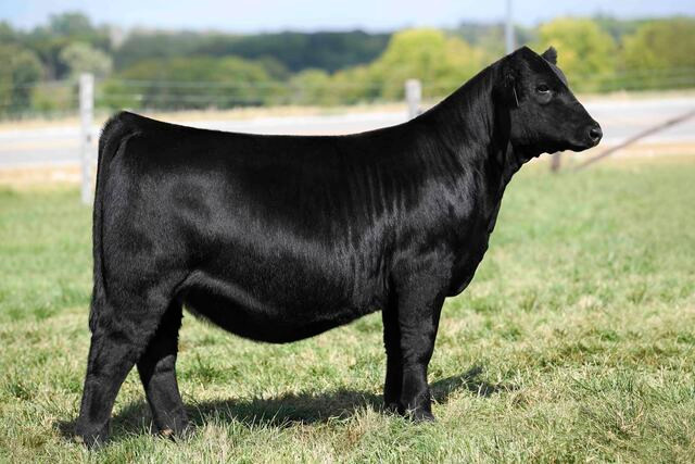Next Level - CATTLE VISIONS