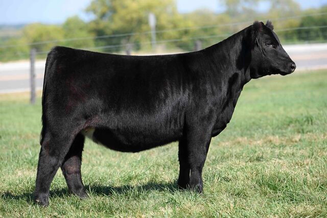 Next Level - CATTLE VISIONS