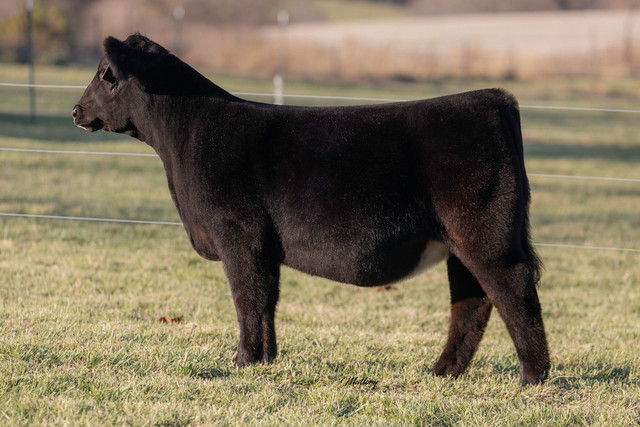 Next Level - CATTLE VISIONS