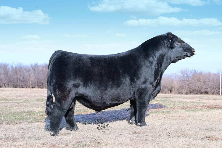 TJSC Coping With Destiny 9K - CATTLE VISIONS