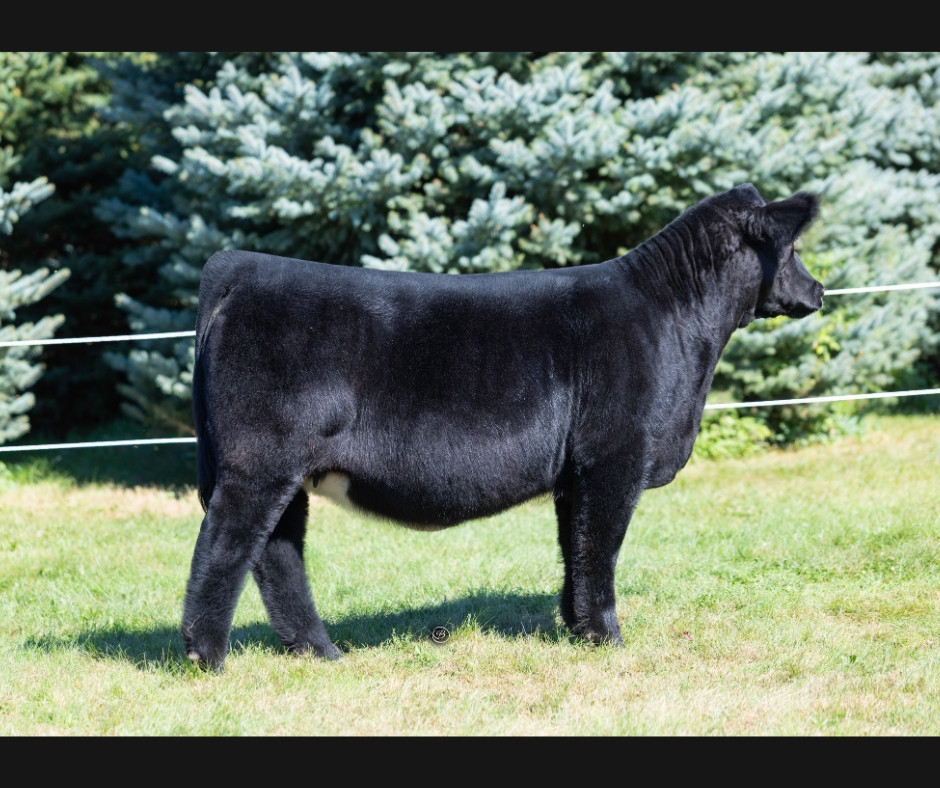 TJSC Coping With Destiny 9K - CATTLE VISIONS