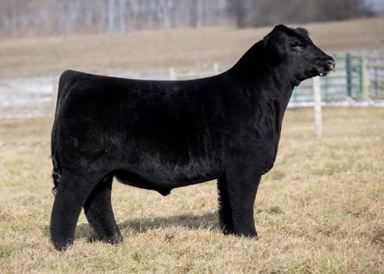 Revelation 2K(Sexed Female) - CATTLE VISIONS