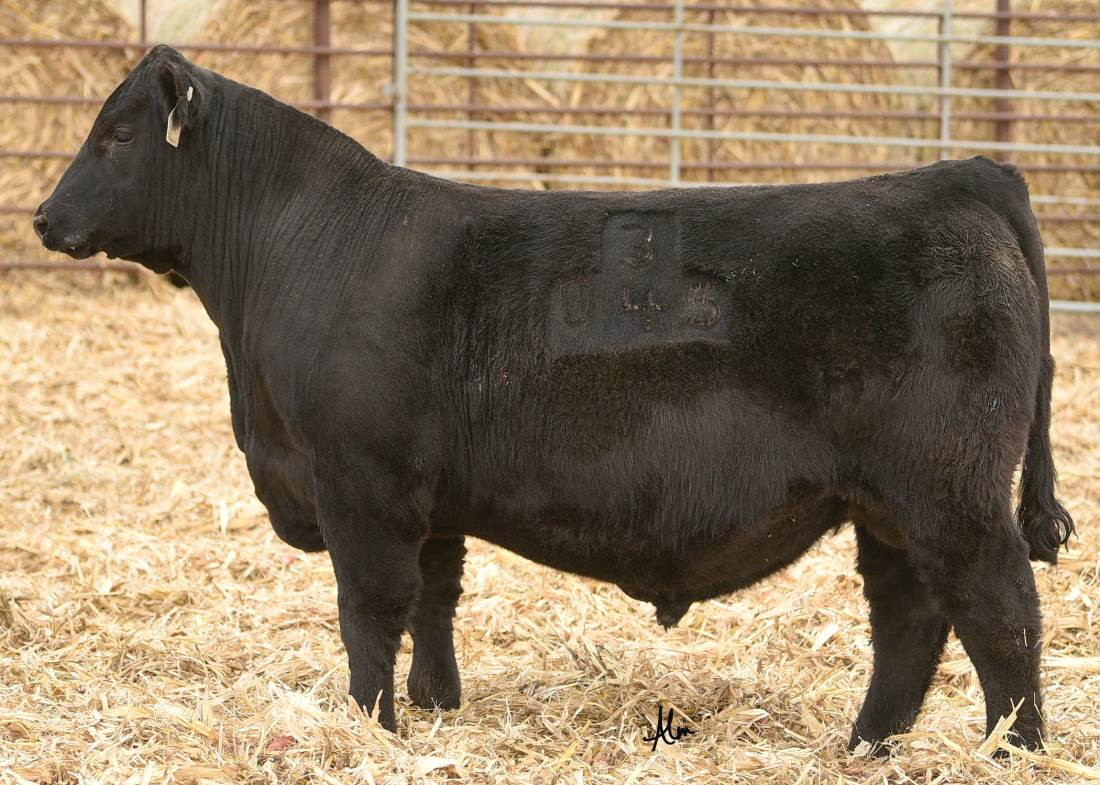 Poss Winchester - CATTLE VISIONS