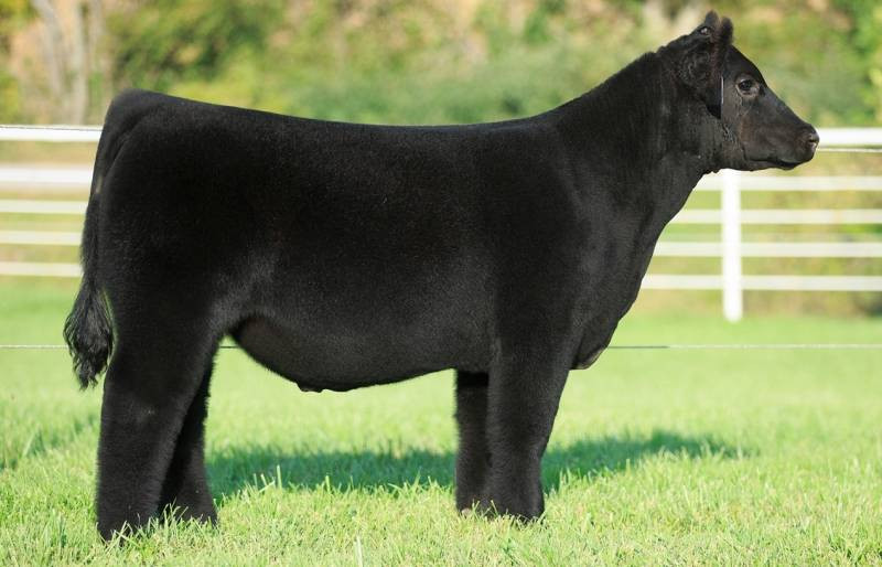 Fair and Square • Cattle Visions • Premier Multi-Breed Online Semen ...