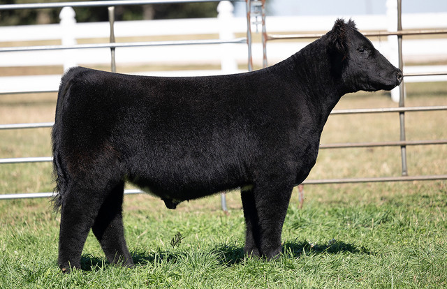 FSF KOLT 45 • Cattle Visions • Premier Multi-Breed Online Semen Distributor