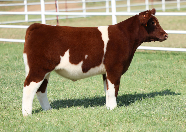 FSF LIKE NO OTHER 026 • Cattle Visions • Premier Multi-Breed Online ...