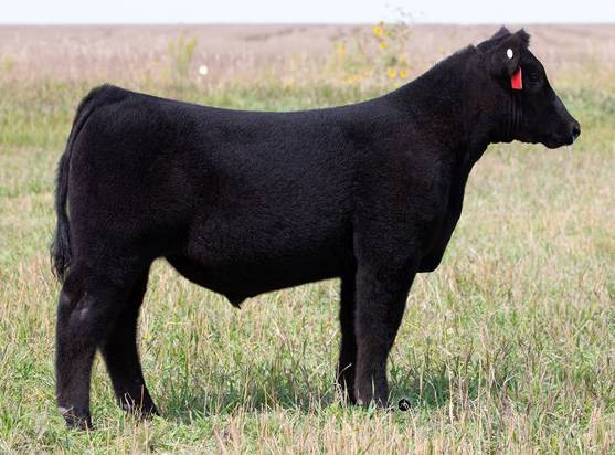 1 OAK (One of A Kind) • Cattle Visions • Premier Multi-Breed Online ...