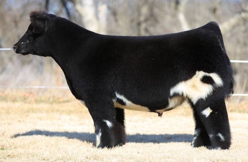 Getcha Some • Cattle Visions • Premier Multi-Breed Online Semen Distributor