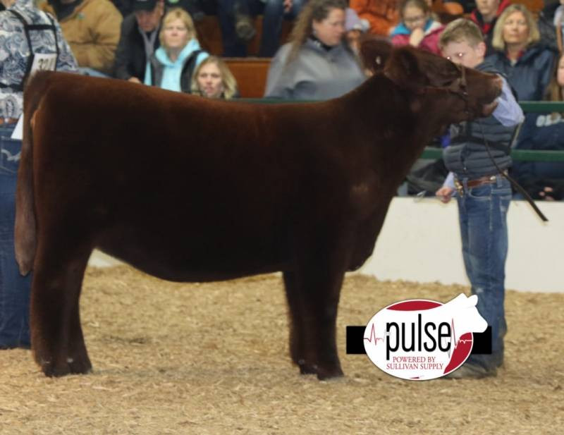 Getcha Some • Cattle Visions • Premier Multi-Breed Online Semen Distributor