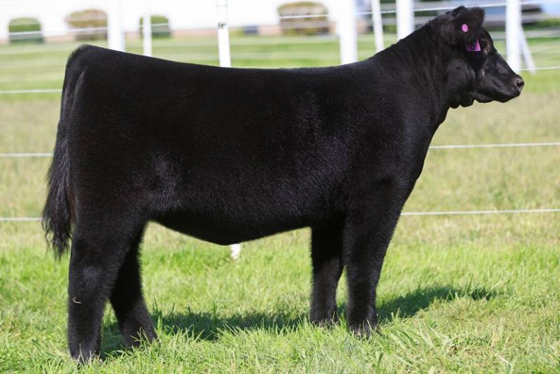 Getcha Some • Cattle Visions • Premier Multi-Breed Online Semen Distributor
