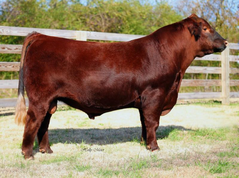 3 ACES SIDEWAYS • Cattle Visions • Premier Multi-Breed Online Semen ...
